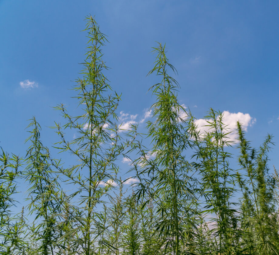 The Unique Himalayan Soil: Home to Extraordinary Hemp Plants