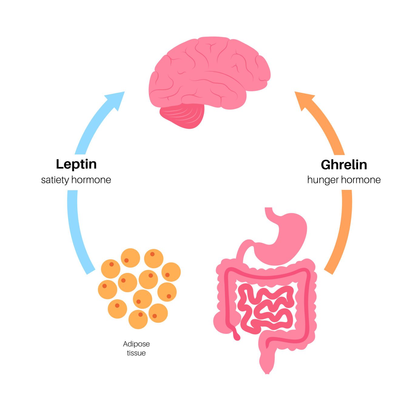 How Hormones Grehlin and Leptin Fight Obesity