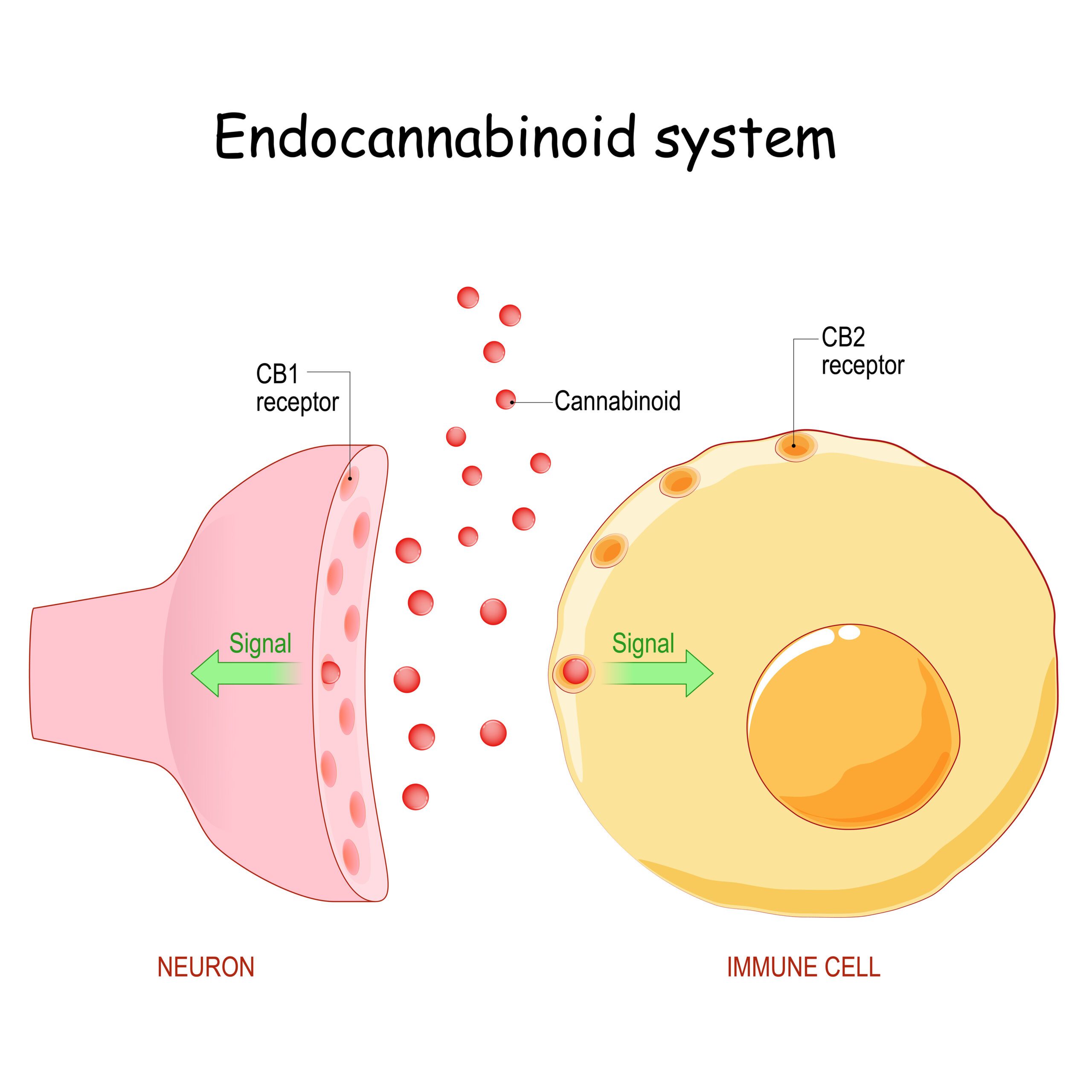 How Endocannabinoids System Influences Appetite and Digestion ...