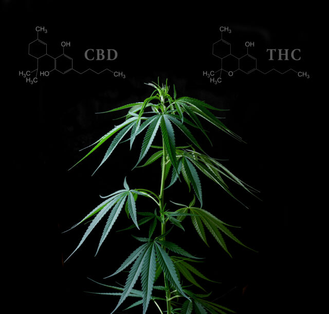 Exploring Cannabinoids Unique Health Properties